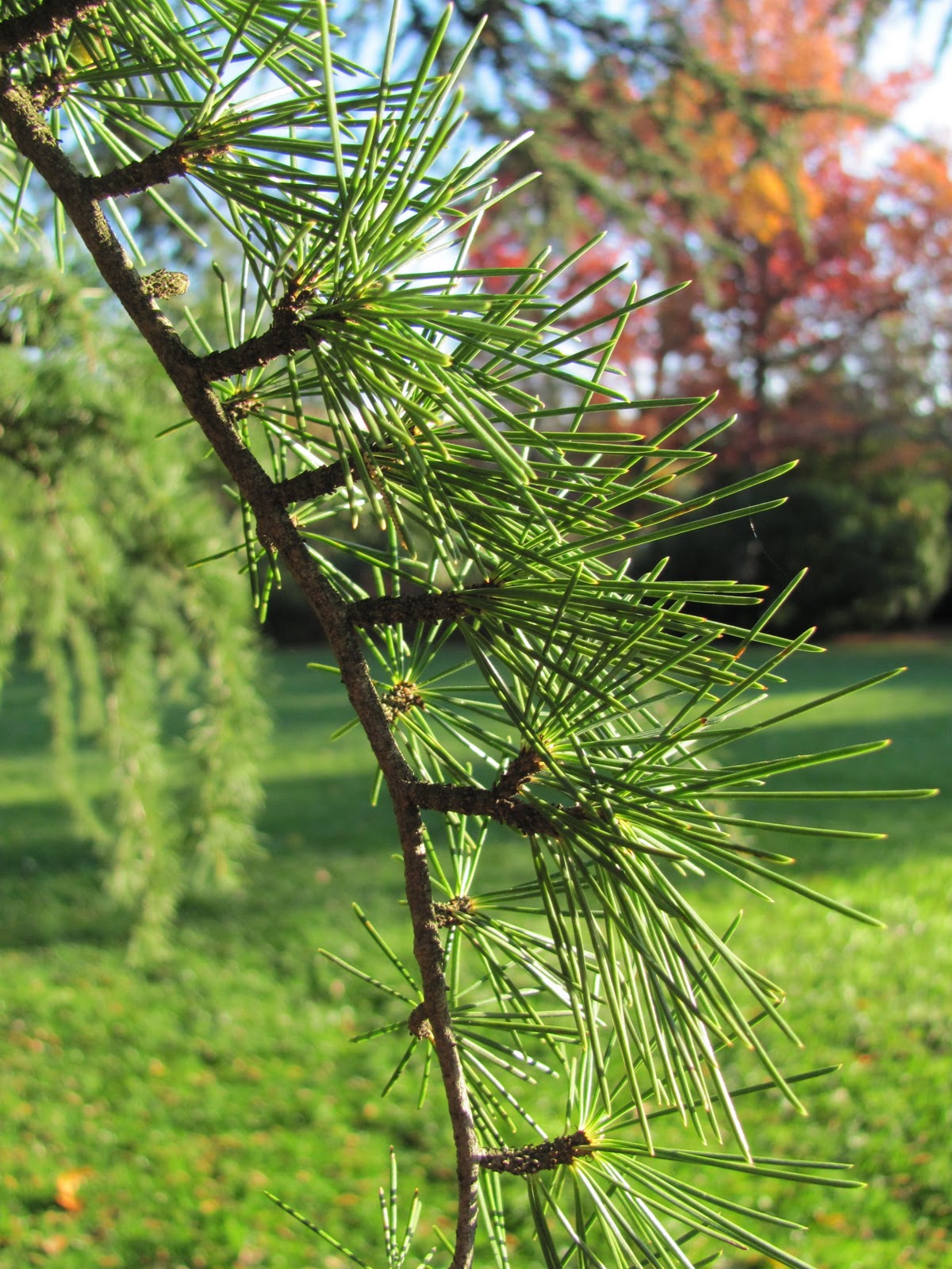 planted cloud: Cedrus deodara