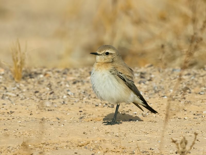 Yoav Perlman - birding, science, conservation, photography: Thick ...