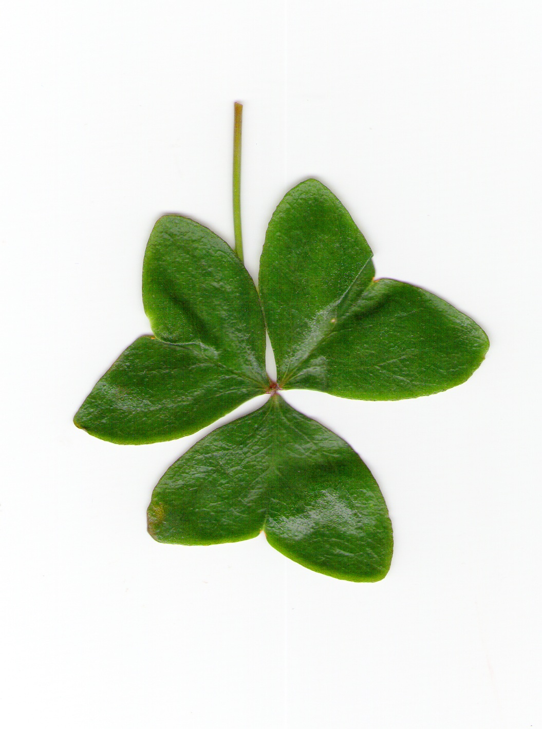 Imágen de trebol - Imagui