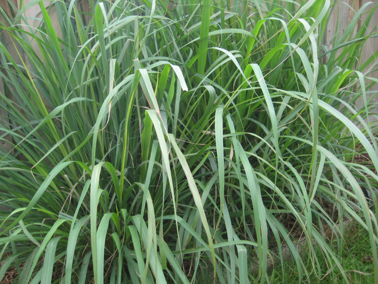 Our Green Haven: Lemon grass - Cymbopogon citratus