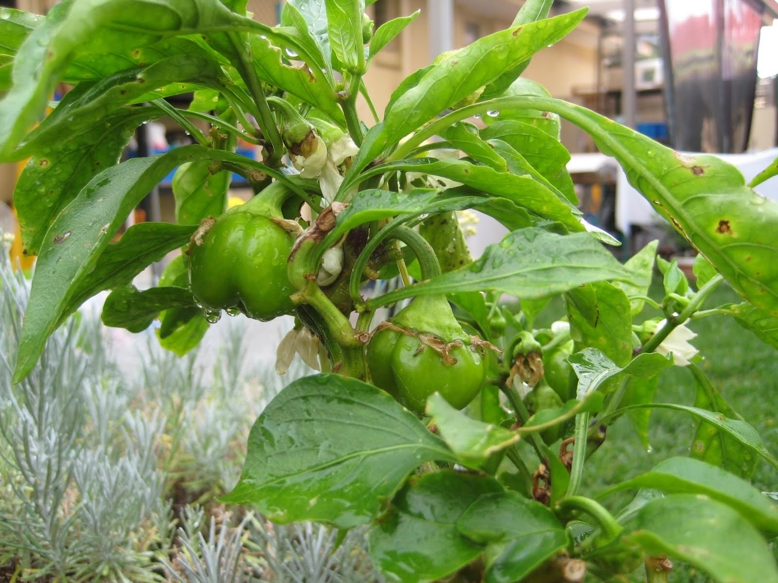 Our Green Haven: capsicum