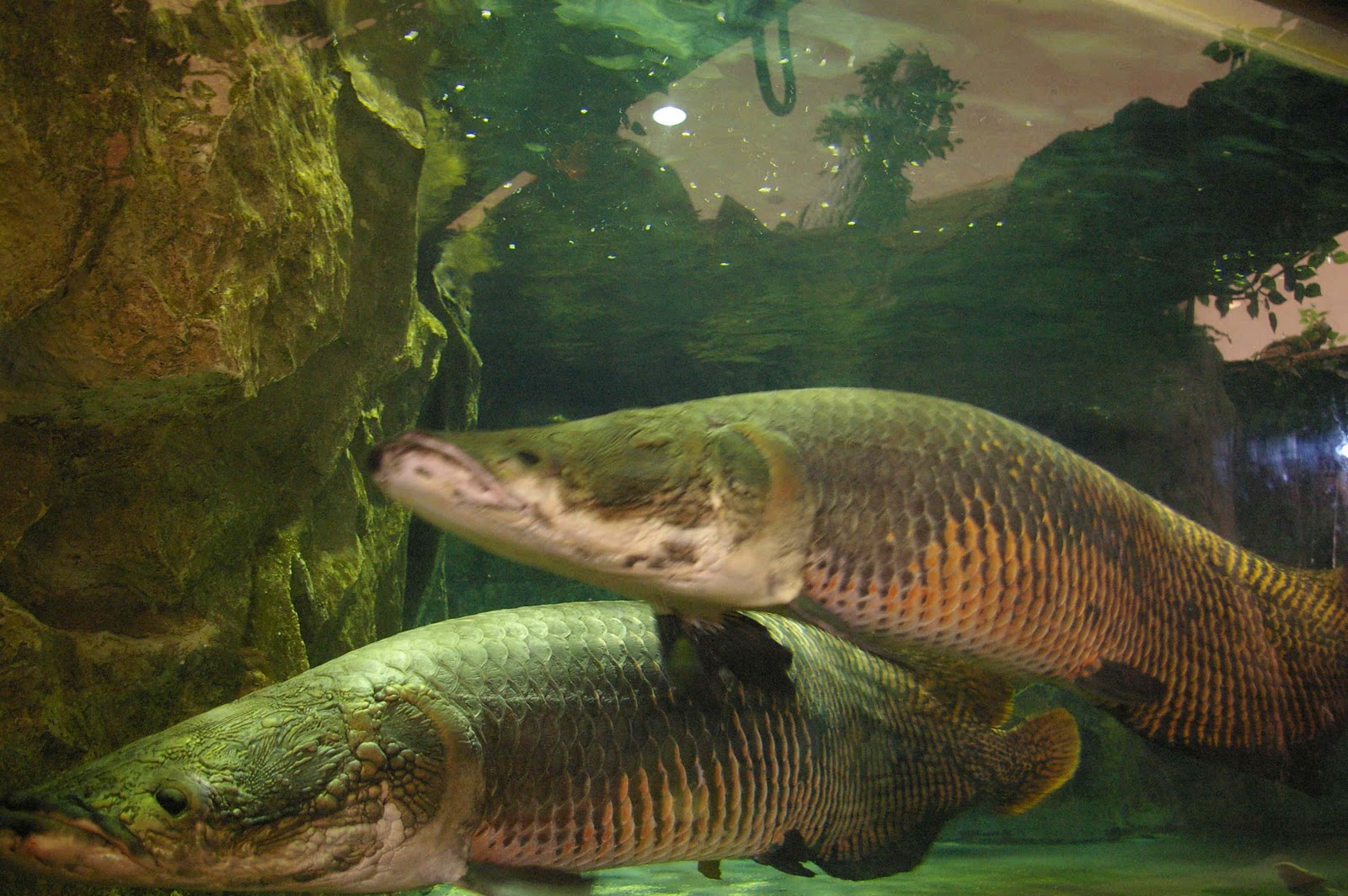 NÁUTICO: PIRARACU - O BACALHAU DO AMAZONAS