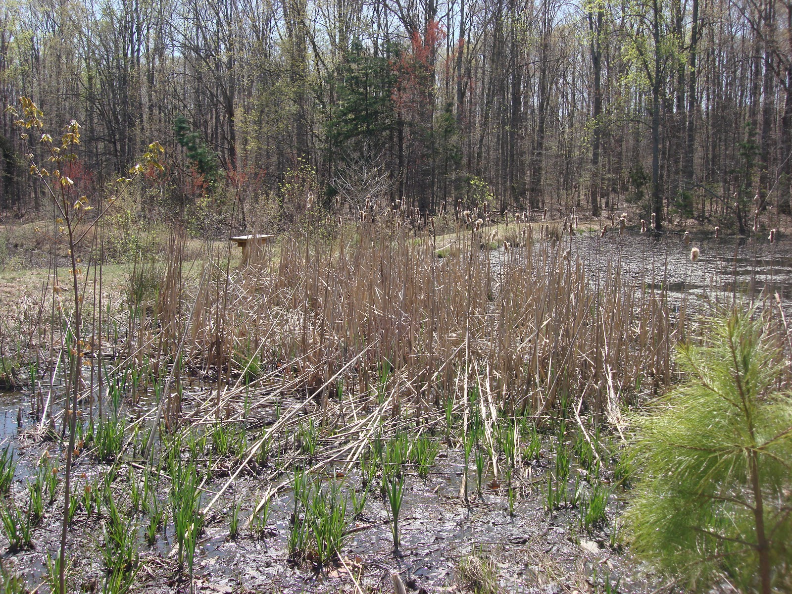 Wandering Virginia: Scheier Natural Area - April 4, 2010