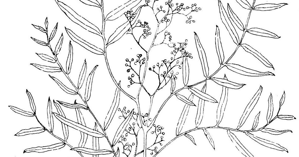 Aceite Esencial de Pirul , Molle o California Pepper Tree (Schinus ...