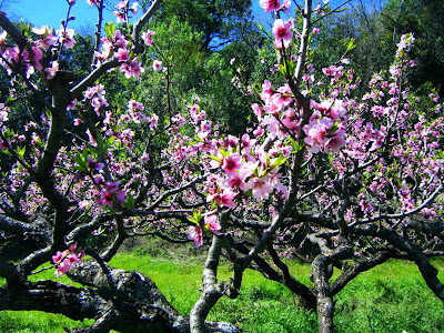 (in) foto: ♦ Árvores (5) - Pessegueiro em flor