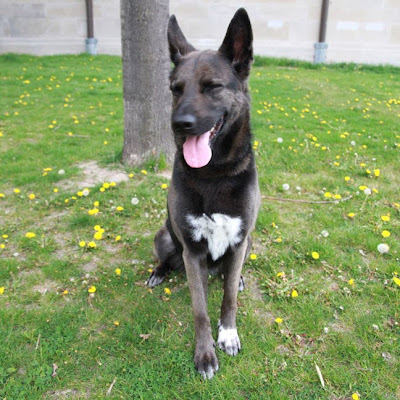One Bark at a Time: Terri - German Shepherd mix