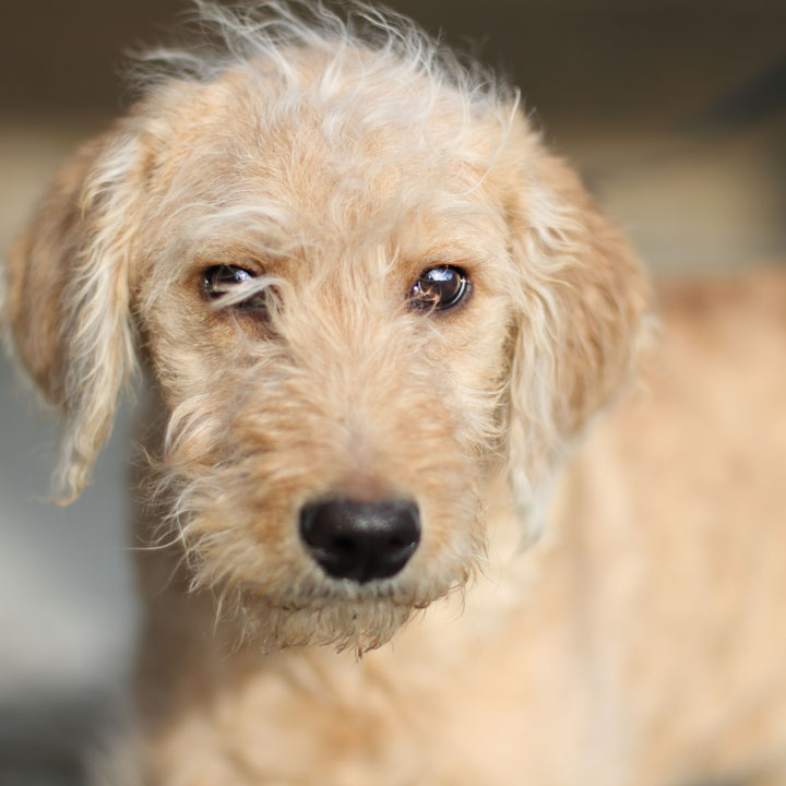 Labradoodle pup - female 1