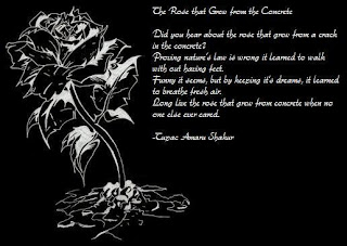 Advanced Conversations: The Rose that Grew from the Concrete