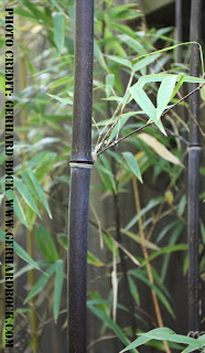 Bamboo Geek: Many types of black bamboo....