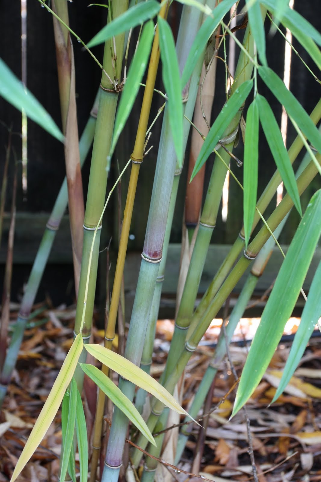 Bamboo Geek: Plant that bamboo before winter sets in...