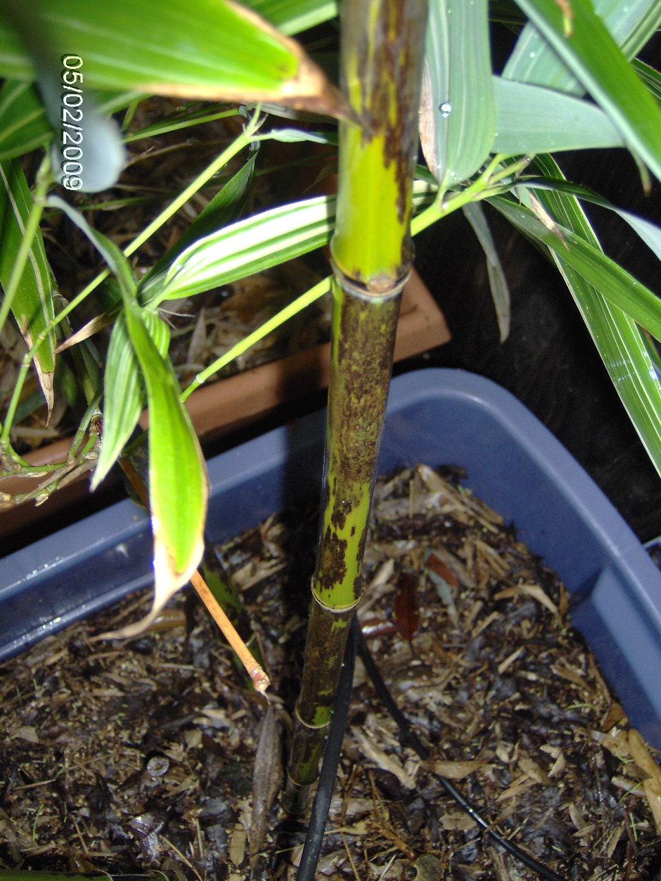 Bamboo Geek: What's that poking out of the ground? Bamboo shooting ...
