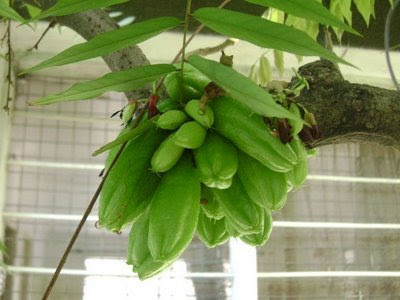 MITIKI -KILIMO KWANZA: MBILIMBI