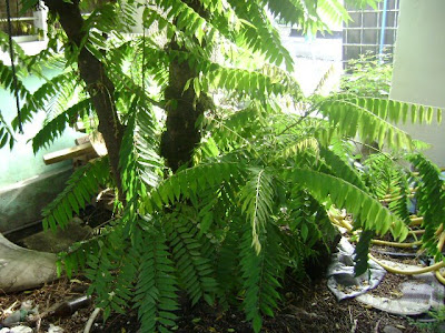 MITIKI -KILIMO KWANZA: MBILIMBI