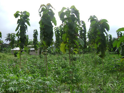 MITIKI -KILIMO KWANZA: MGENI