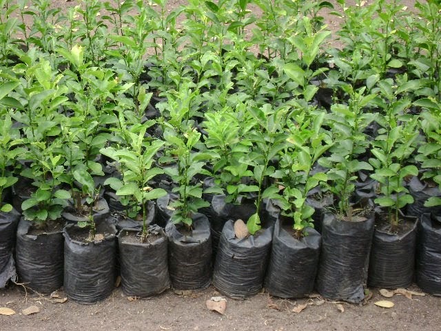 MITIKI -KILIMO KWANZA: KILIMO CHA MICHUNGWA NA MACHENZA