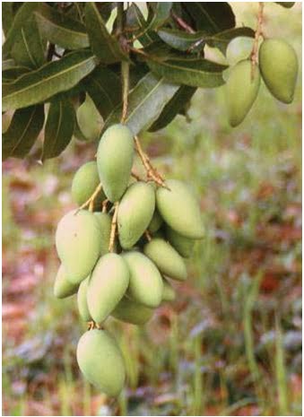 MITIKI -KILIMO KWANZA: KILIMO BORA CHA MAEMBE