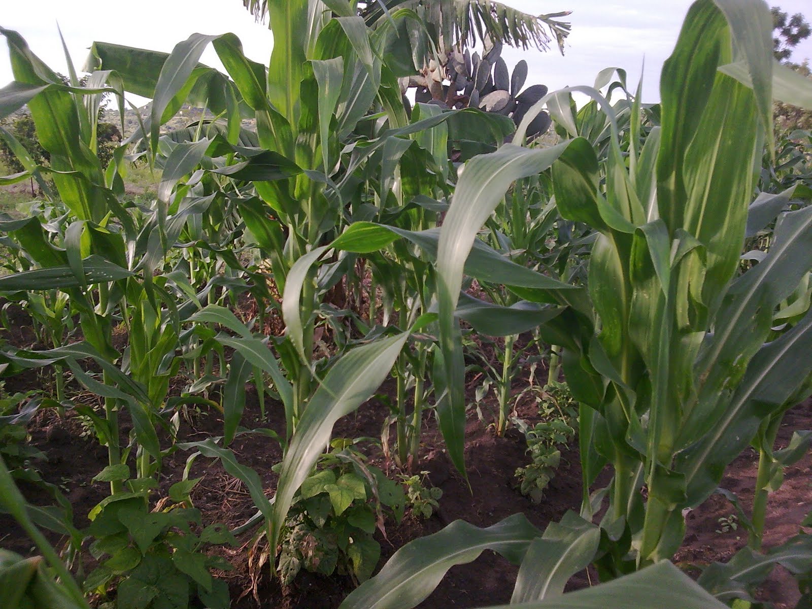 MITIKI -KILIMO KWANZA: SALAMU TOKA KWA DADA NAYMA