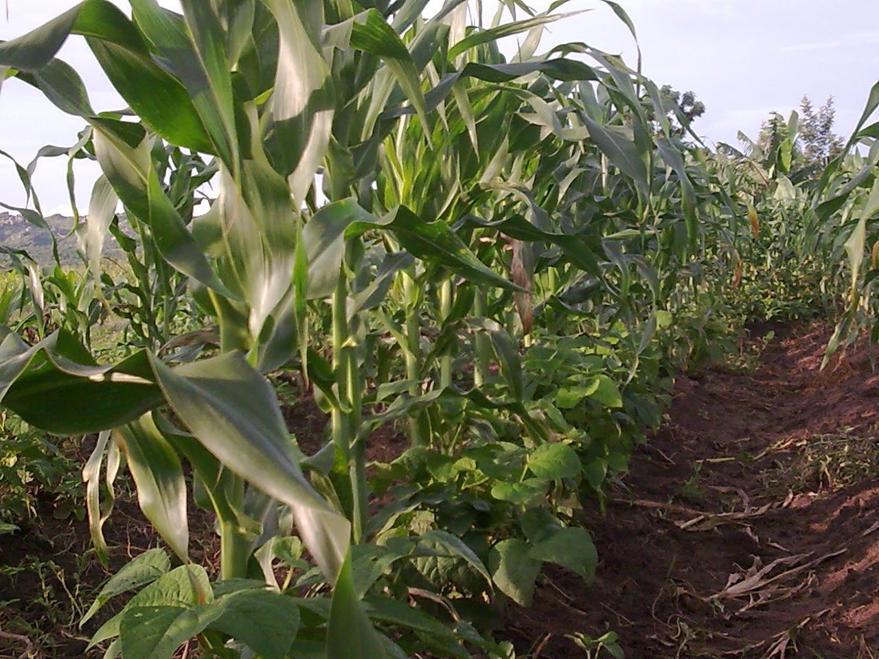 MITIKI -KILIMO KWANZA: SALAMU TOKA KWA DADA NAYMA