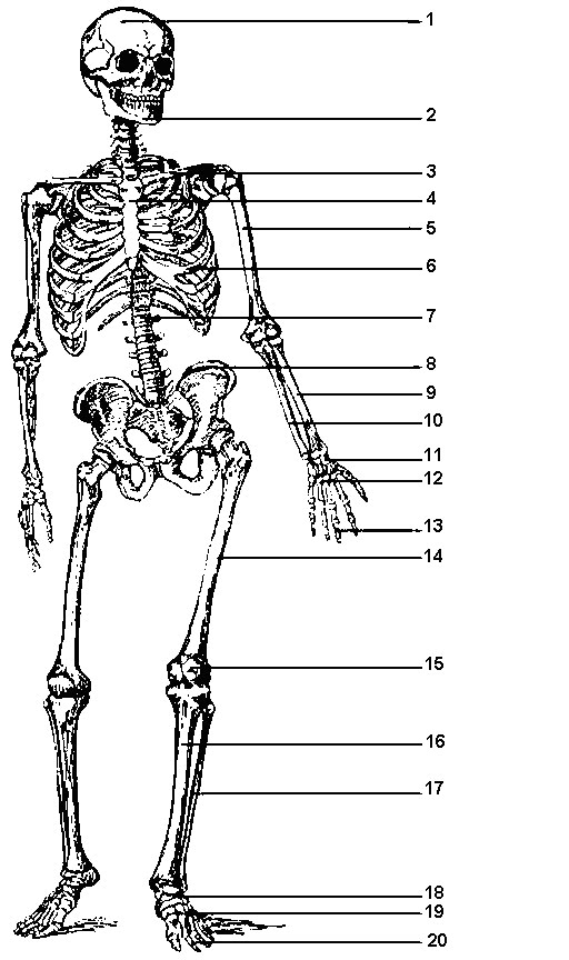 Bmp Skeleton Template