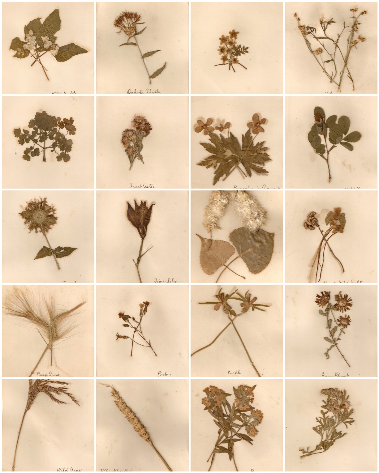 The Feathered Nest Shoppe ~: Gorgeous Herbarium Images