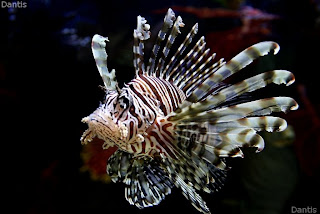 Photo a week (2010): Week 10 - Lion fish