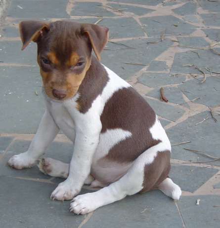 Raças de Cães - Grupo 4 (Cães Terriers): Terrier Brasileiro - Fox ...