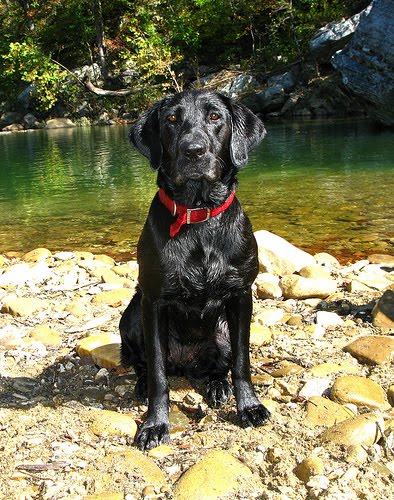 Dogs, Dogs Health, Dogs Behavior, Dogs Product: English and American ...