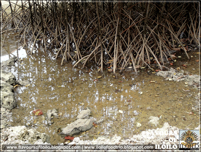 The enchanted "pulang pasayan" of Isla Tiniguiban in Guimaras