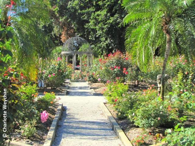 Where to find an English rose in Florida