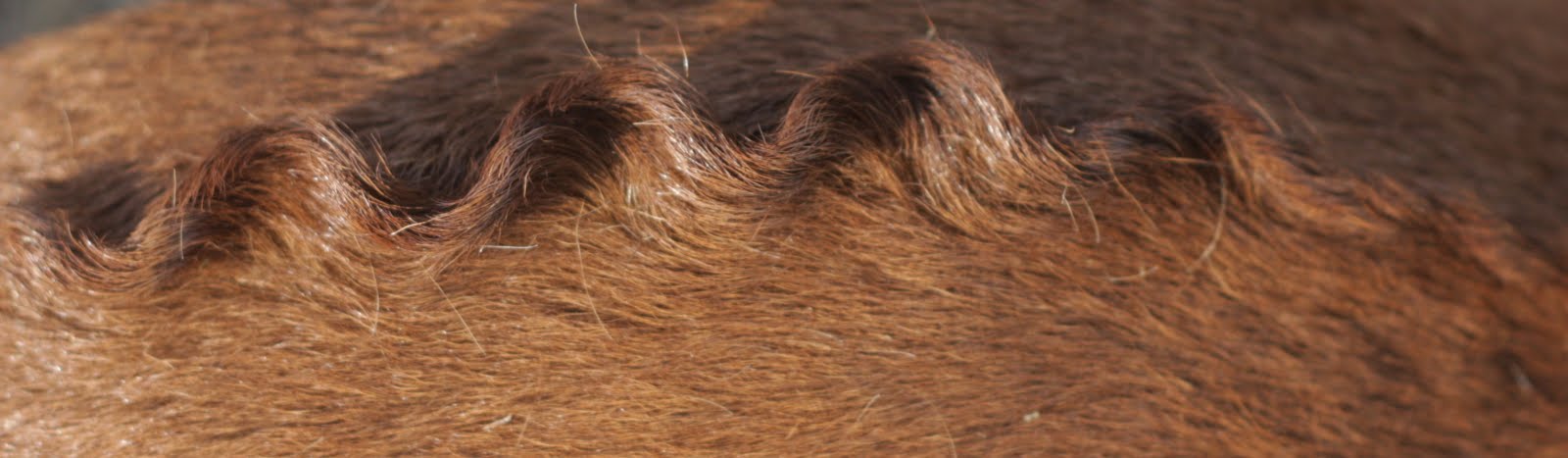 Beth Mitchell Photography