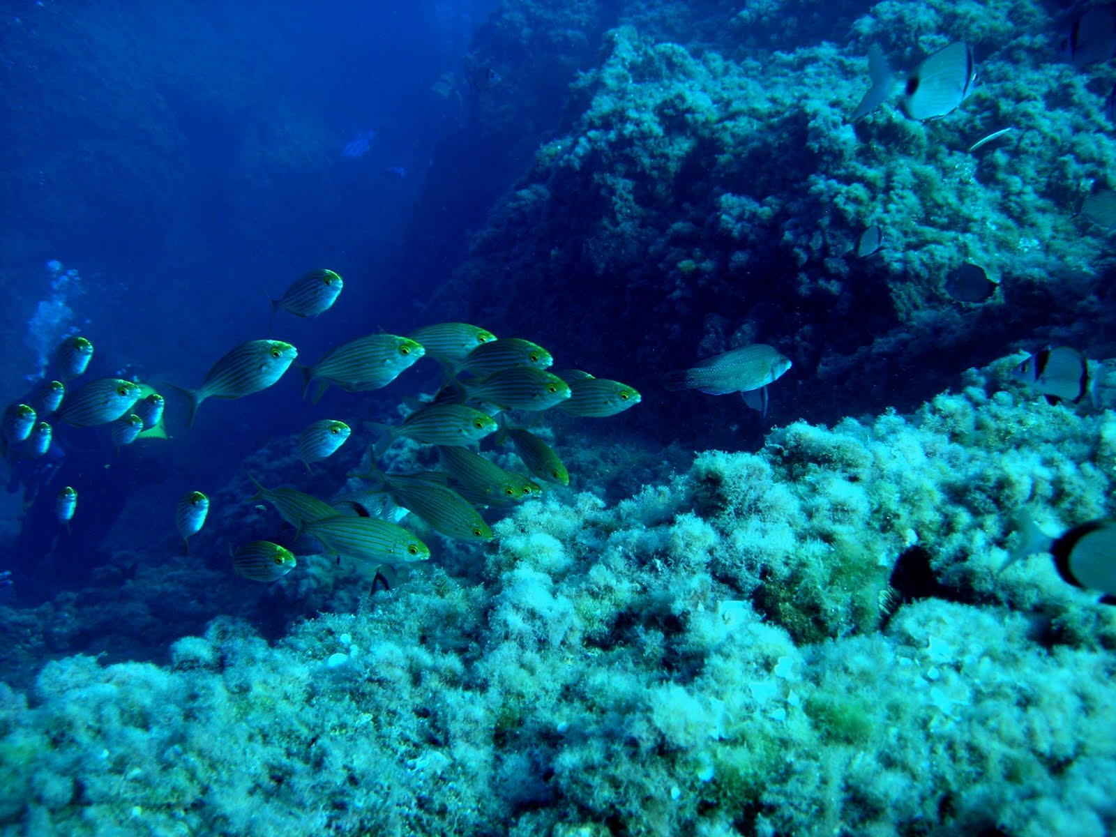 Imagenes de animales que nadan - Imagui