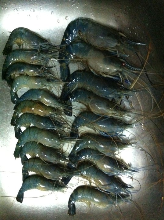 Fish Tales: prawn fishing with kah hoe