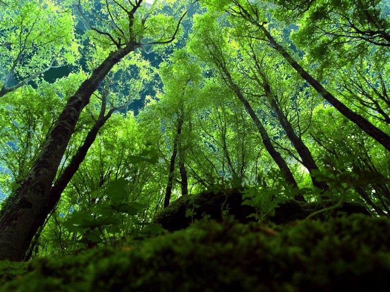 Cronache da due mondi vissuti a metà: Faggeta di La Verna: verde ...