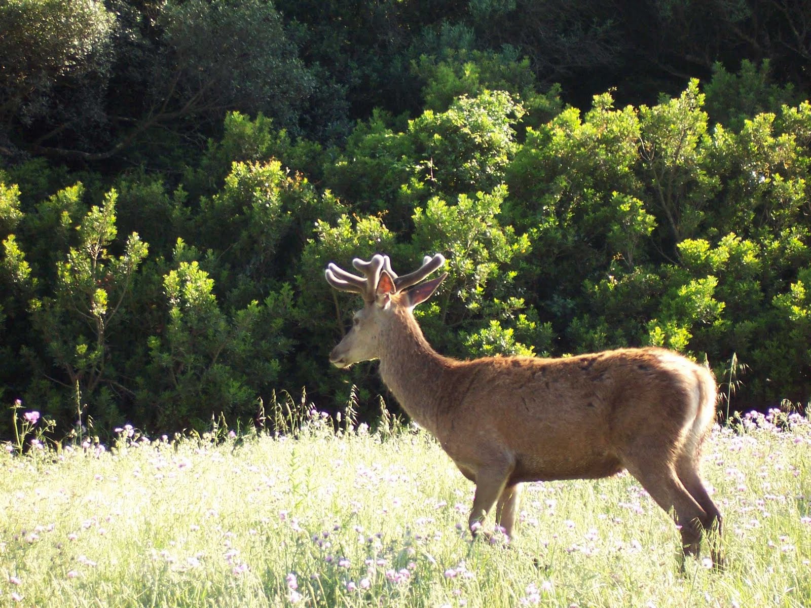 Naturaleza Benalup: Ciervo o Venado (Cervus elaphus)