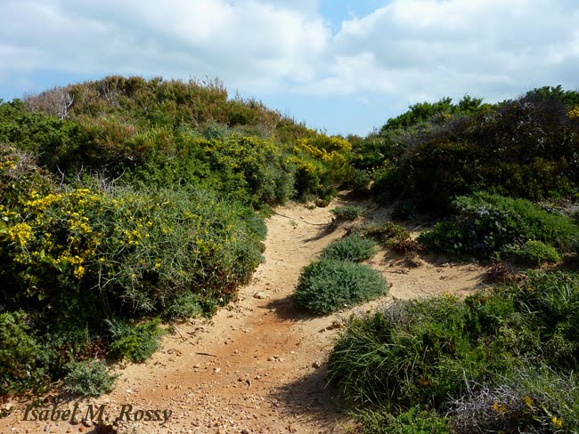 Cuaderno de Mareas: Cabo Roche y Puerto de Conil (Cádiz)