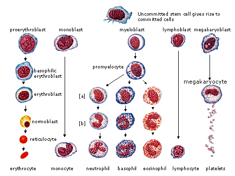 alie_rockers: SIKLUS HIDUP SEL DARAH