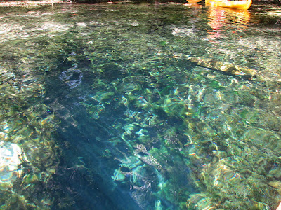 Florida Recreation: Kayaking on the Wacissa River