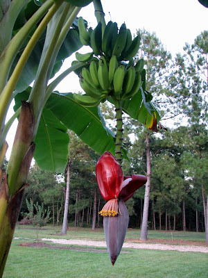 Welcome to our home: The Story of the Banana Tree
