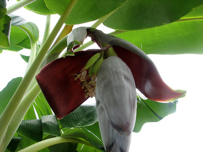 Welcome to our home: The Story of the Banana Tree
