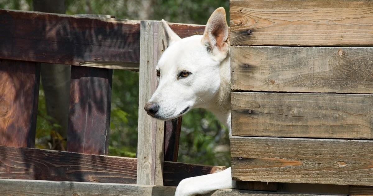Wild born Canaan dogs of Saudi Arabia: Wild Canaan dogs of Saudi Arabia