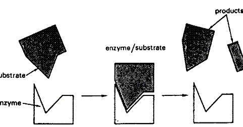 Cikgu Naza: [Biology Form 4] Program Bestari Fasa 2 - Chemical ...