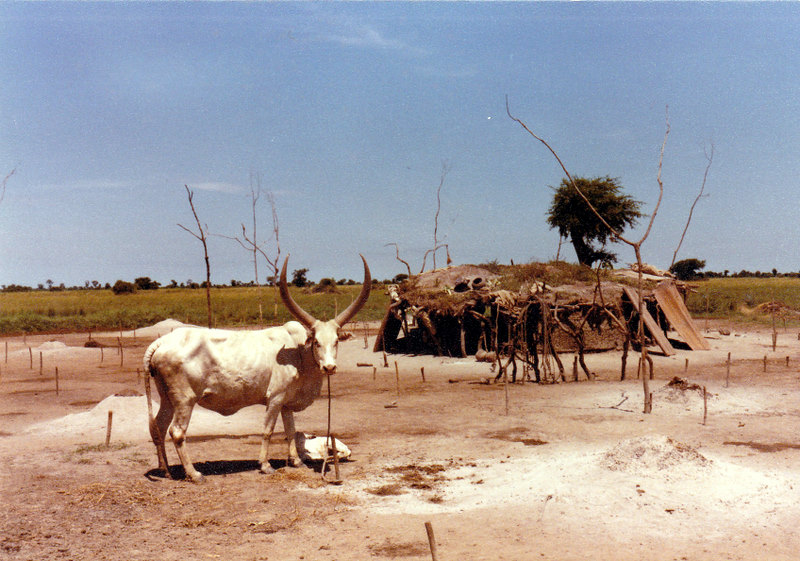 On This Day I Was...: October 5th: Cattle Camp Near Rumbek