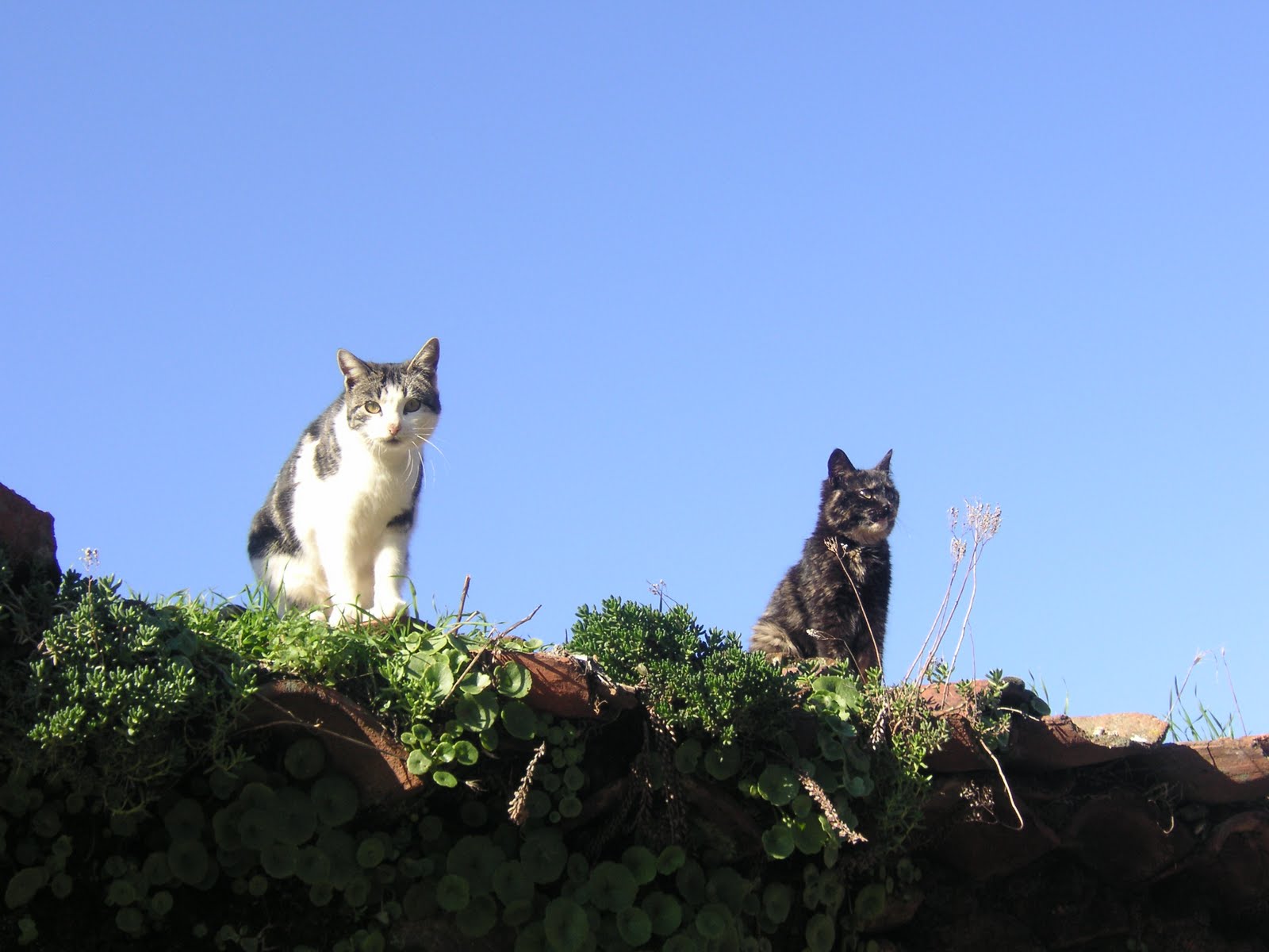 cadalso vive: La gata sobre el tejado....