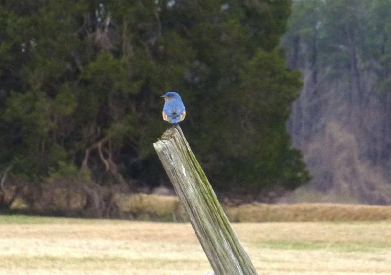 Greg's Running Adventures: Wildlife Gallery