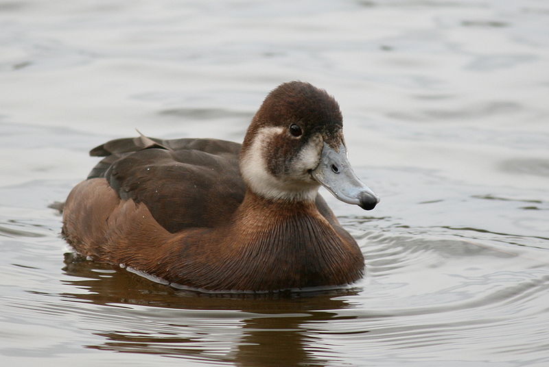CONSERVACION: LISTADO DE AVES ARGENTINAS.