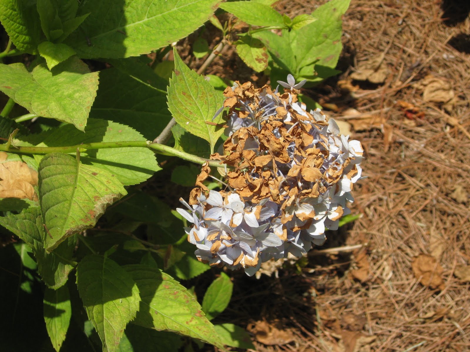 Bright Eyes: Sick Hydrangea