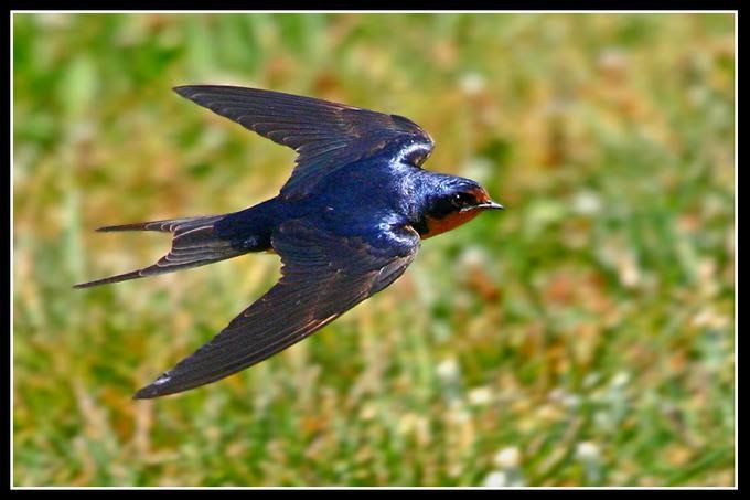 Factortigre: Andorinha