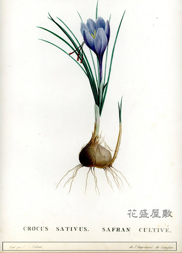 FLOS, 花, BLUME, FLOWER, 華，FLEUR, FLOR, ЦBETOK, FIORE: 番外編 サフラン(1) "La ...