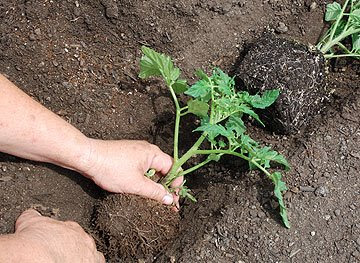 Cyndi's Green Stuff: Tomato planting time