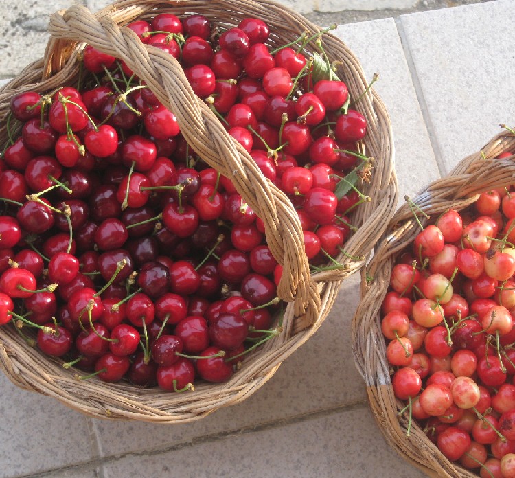 Viver Parambos: Cerejas é o tempo delas.